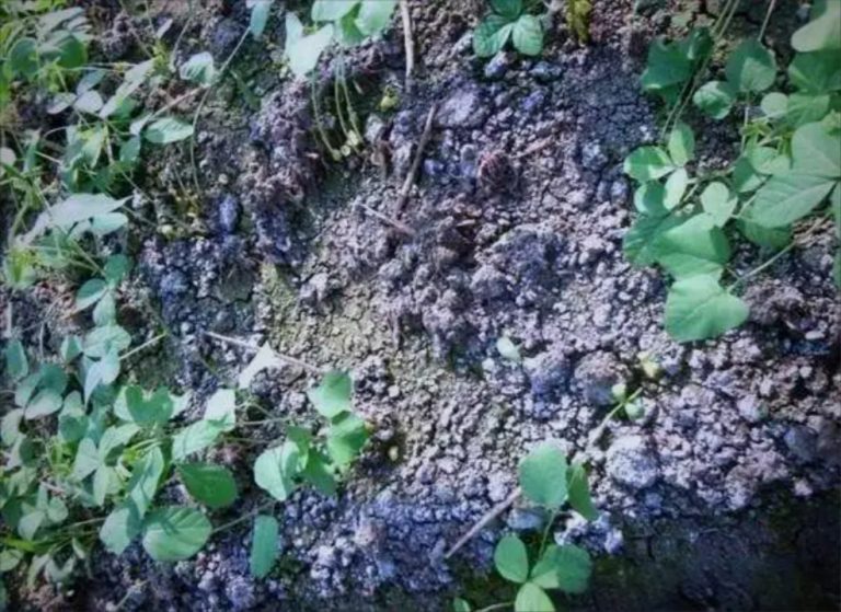 How EC Measurement in Soil Affects Crop Performance - Drawell